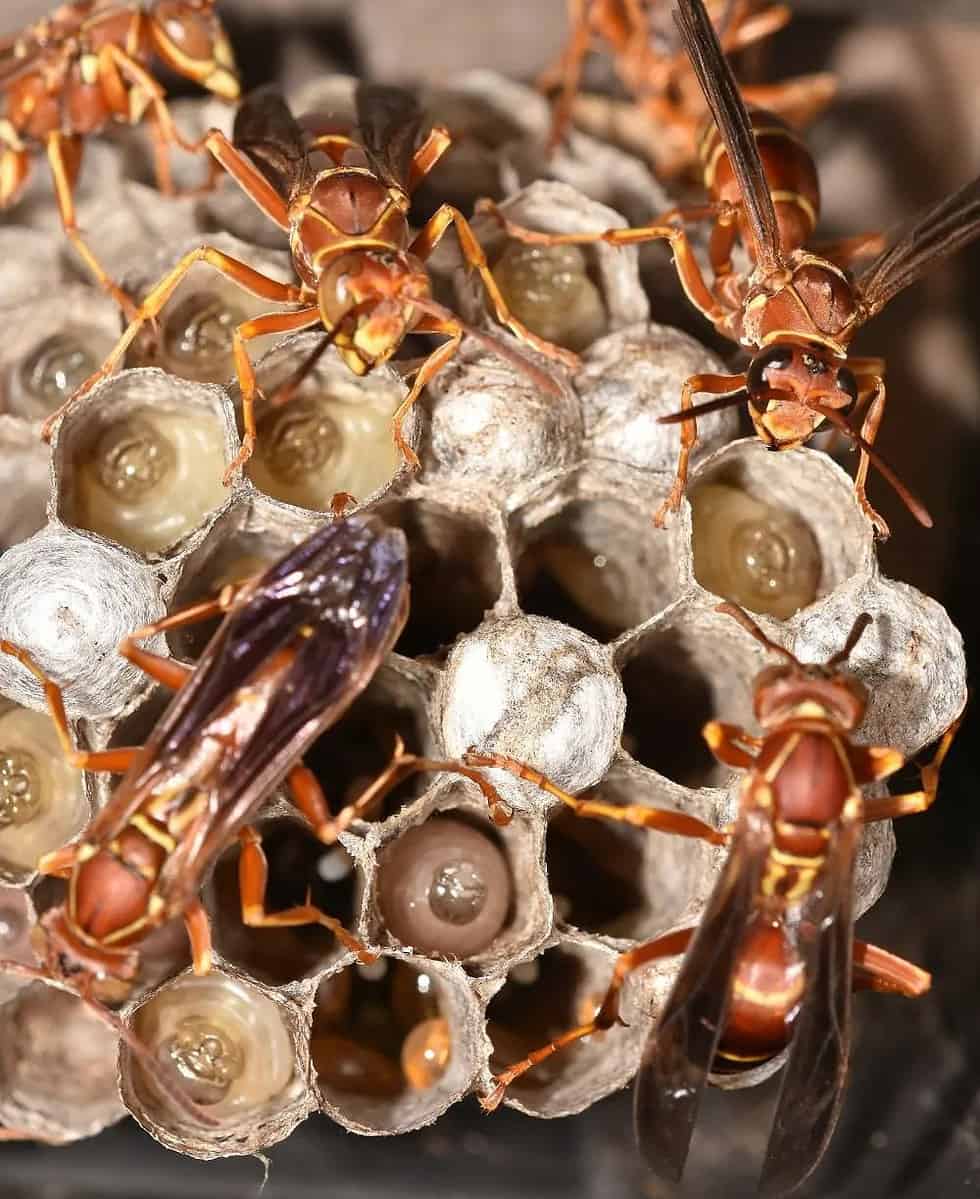 Find Out Which Pests are In Your Home | Pest List