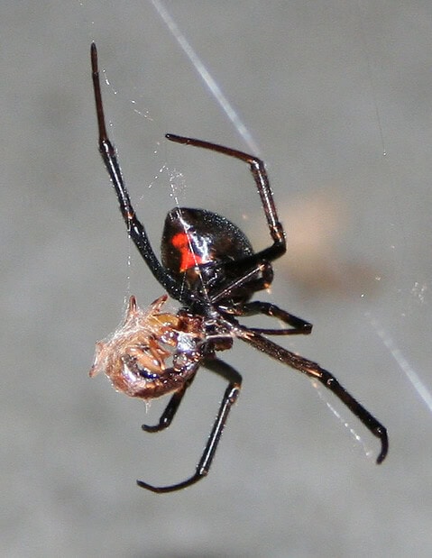 Brown and Black Widow Spider Control Port St Lucie, Stuart